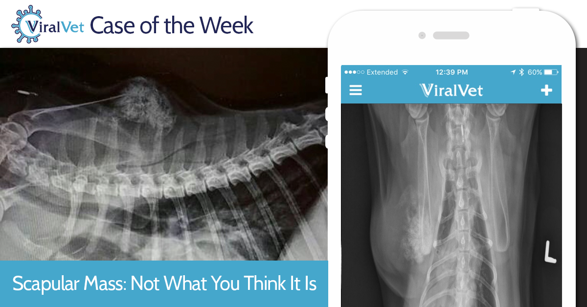 ViralVet Case of the Week: Scapular Mass