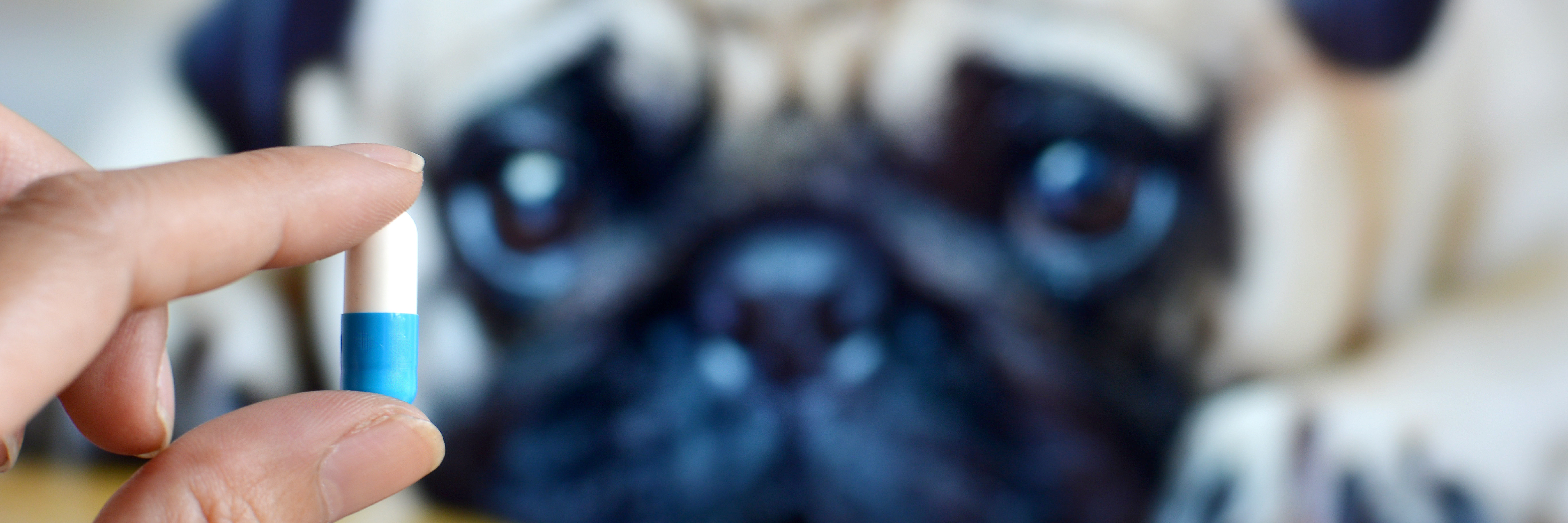 Antibiotic Resistance: An Overview for Vet Students