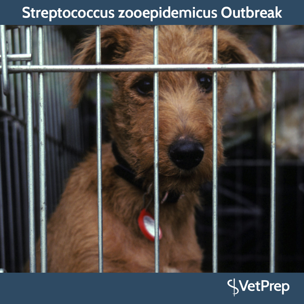 Streptococcus zooepidemicus Outbreak