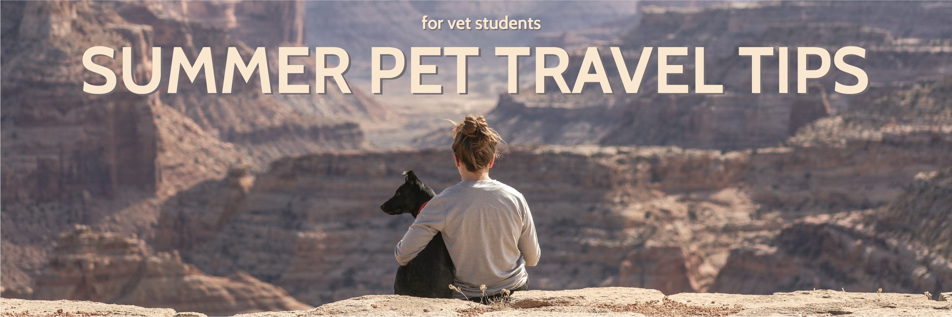 Summer Pet Travel Tips for Vet Students