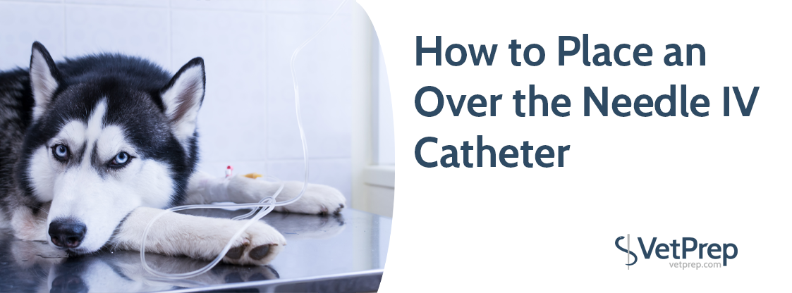 How to Place an Over the Needle IV Catheter