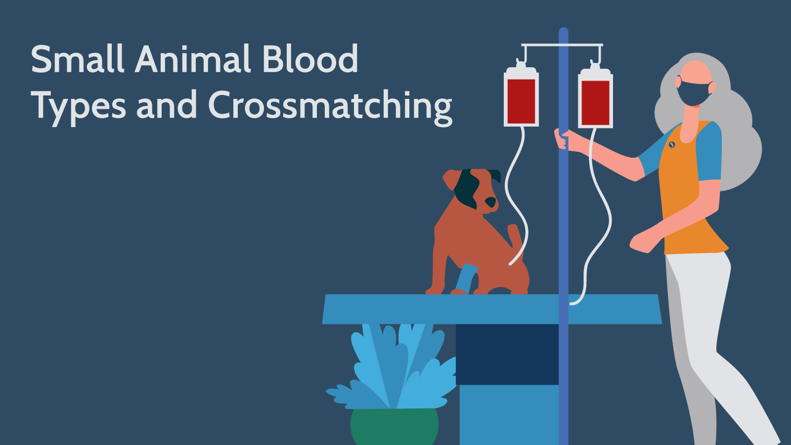 Small Animal Blood Types and Crossmatching: A Review for Vet Students