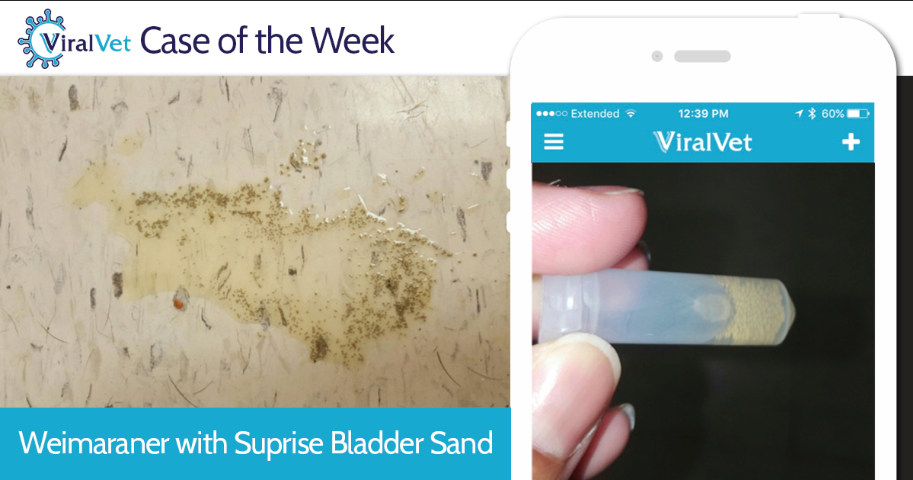 ViralVet Case of the Week: Surprise Bladder Sand